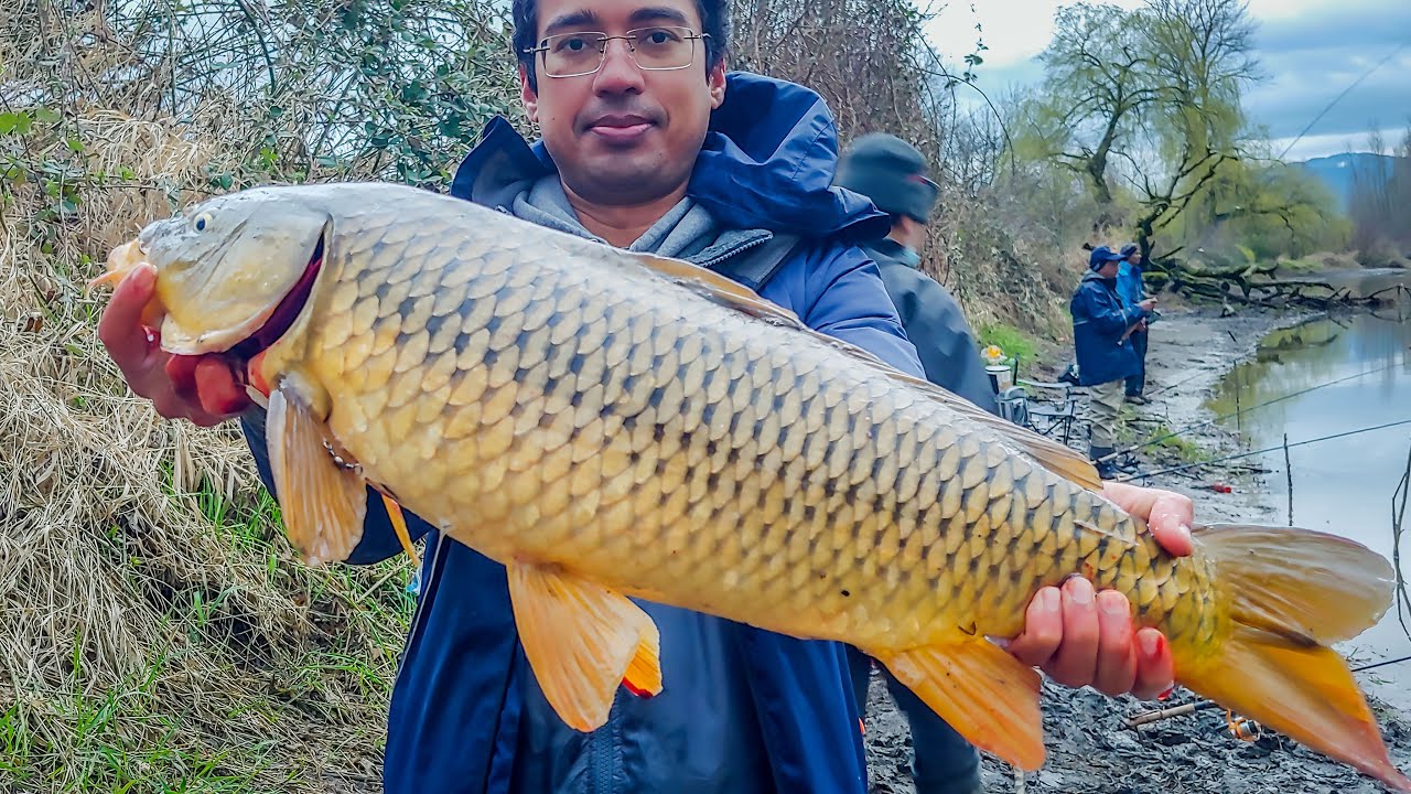 Common Carp fishing around Vancouver, Canada. Huge Common Carp fishing ...