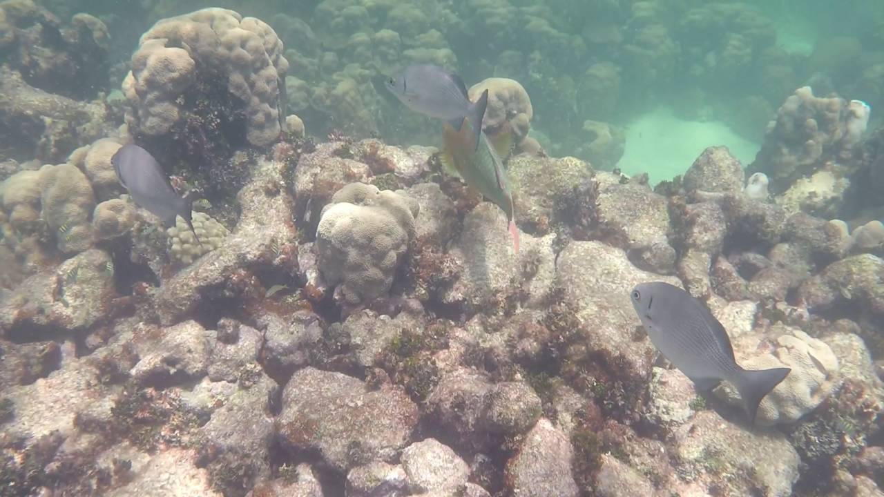 Keys Snorkeling - Cheeca Rocks & Hen and Chickens Reef - YouTube
