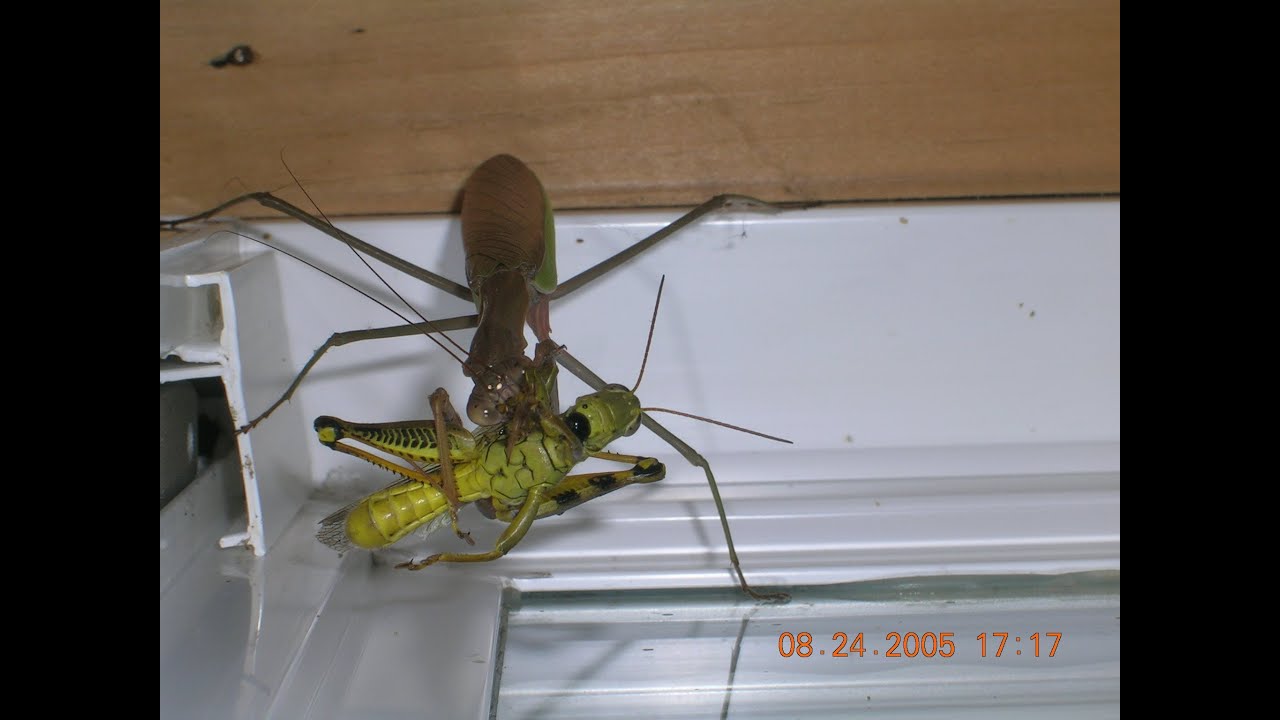 Praying Mantis eating bugs and mice - YouTube