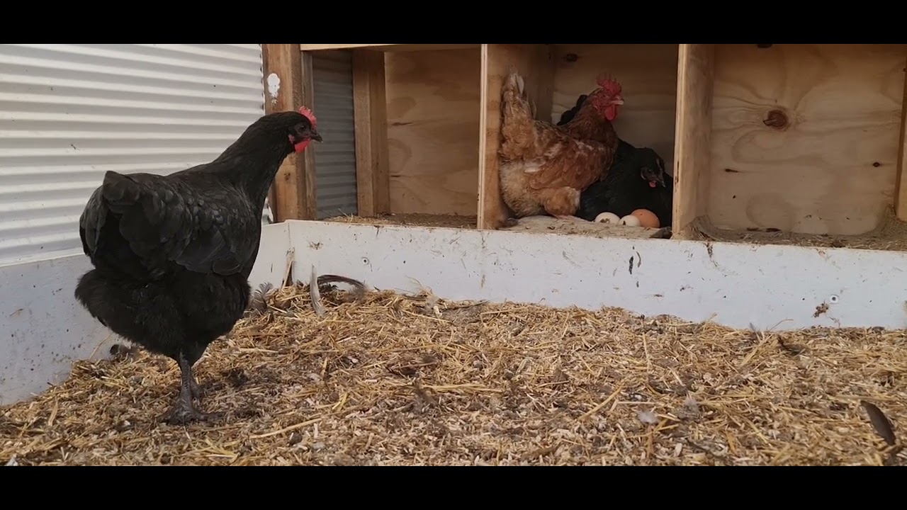 crazy chooks - YouTube