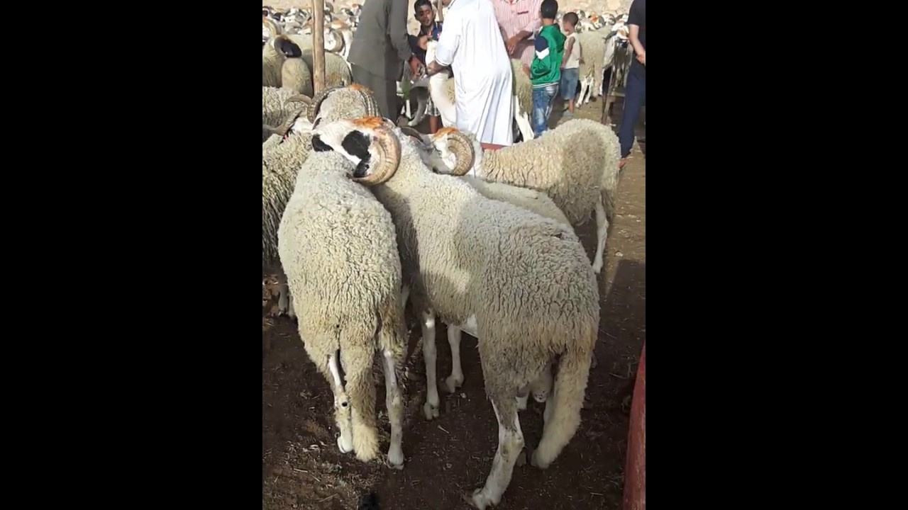 حولي صردي race sardi .sheep sardi - YouTube