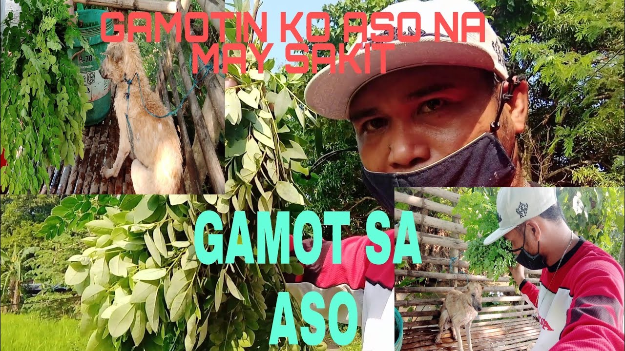 gamot sa aso na ayaw kumain at subrang payat na payat - YouTube