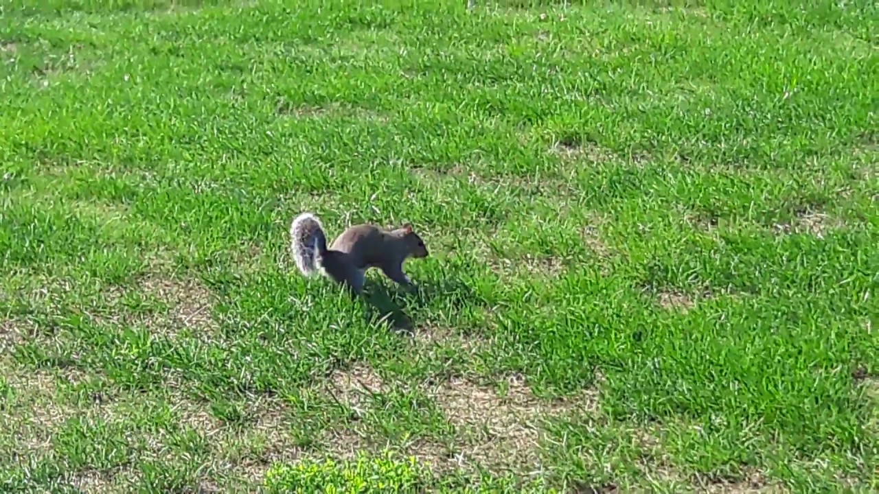 SQUIRREL (ARDILLA) WASHINGTON DC 2017 - YouTube