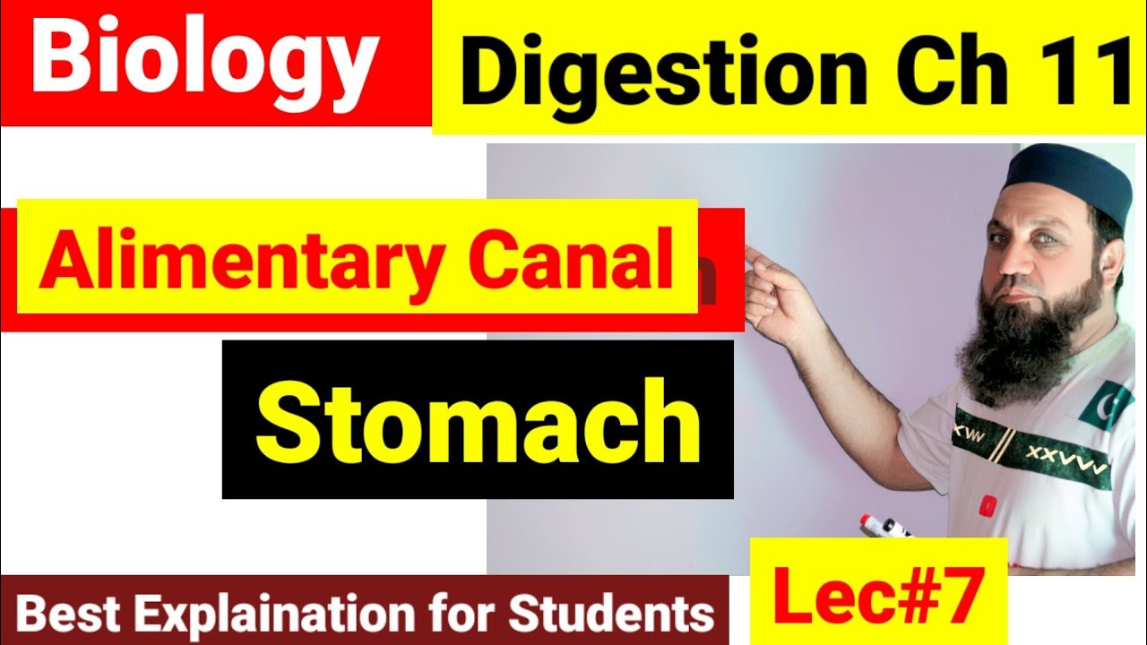Stomach Anatomy 3D | external features of stomach anatomy | anatomy of ...
