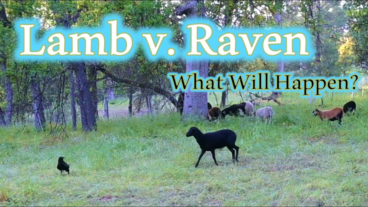 Cute Lamb Wants to be Friends with a Raven! - YouTube