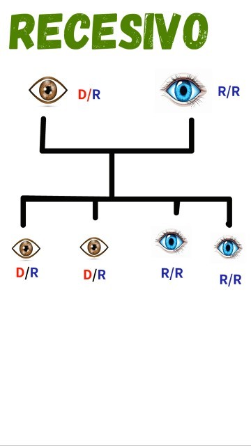 🧬 ¿Qué es un gen recesivo y dominante? #medicina #salud #ciencia # ...