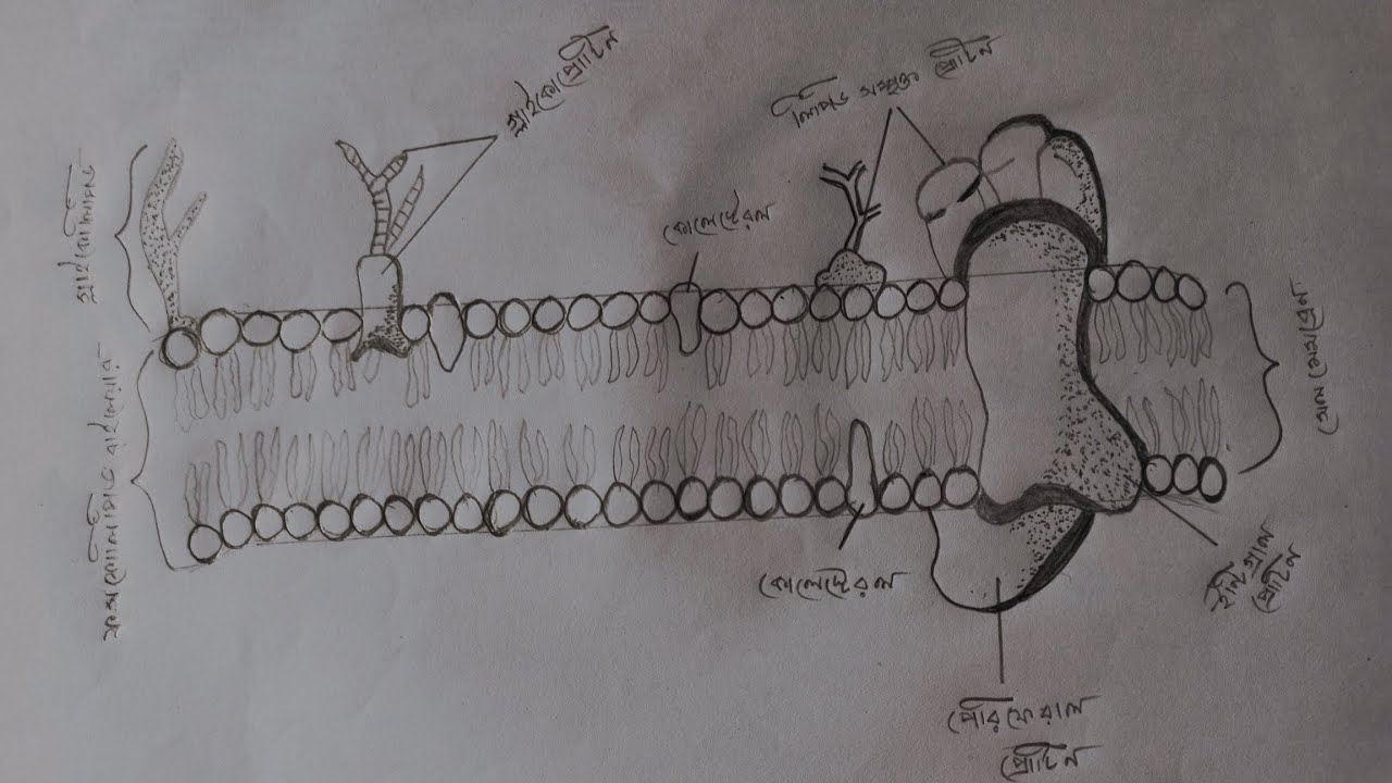 How to Draw Cell membrane || Fluid mosaic Model of Plasma Membrane in ...
