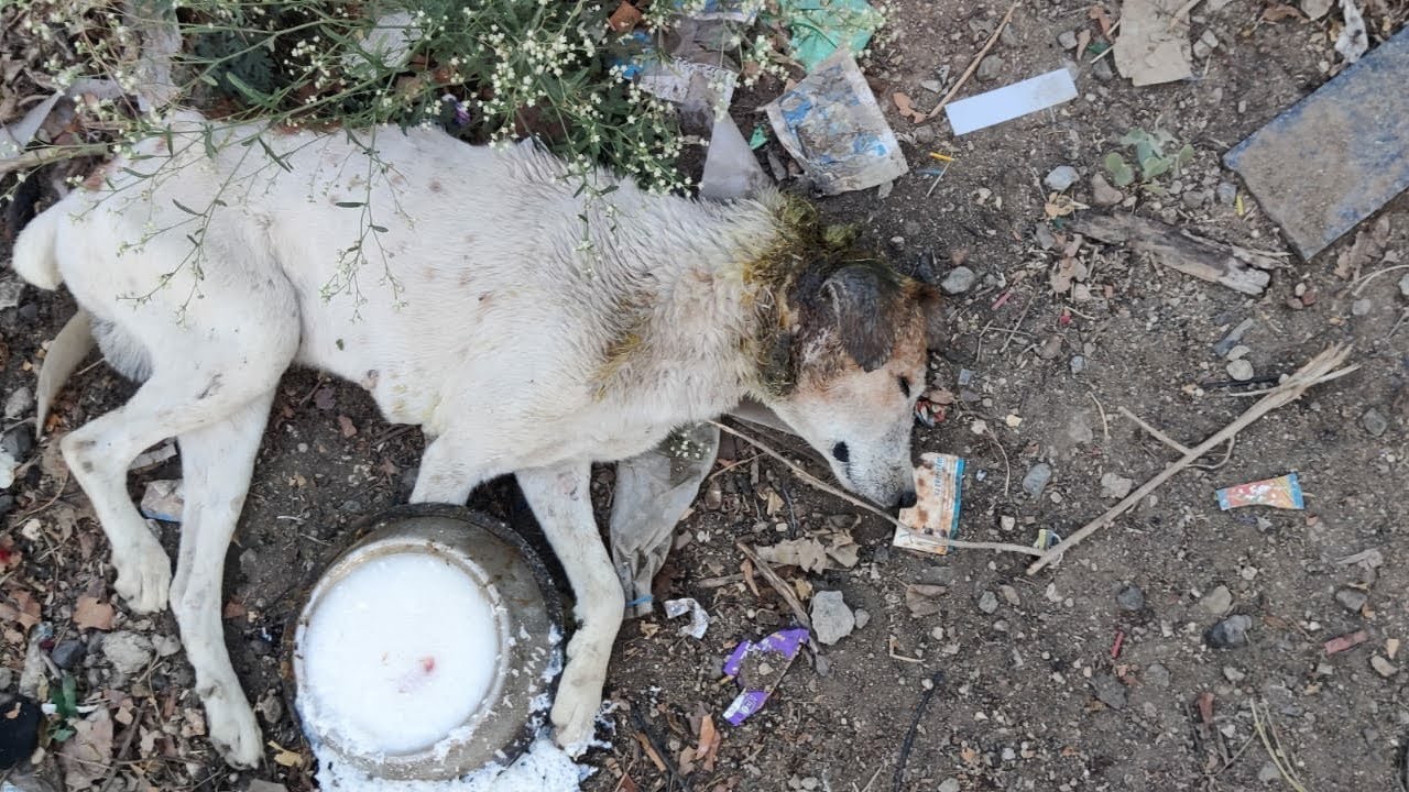 RESCUED THE AGED BABY WITH SEVERE INJURY IN HEAD, MAGGOTS EATING HIM ...
