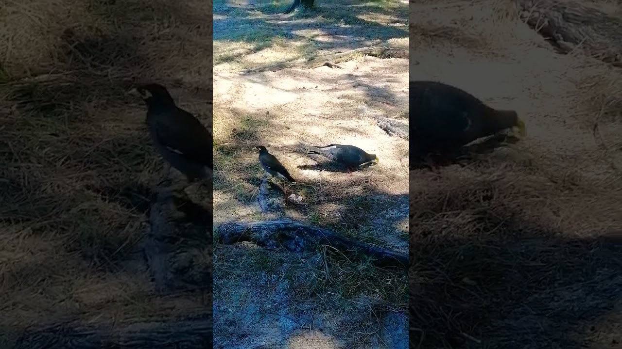 Pigeon doing flips with Bread... Instant Karma - YouTube