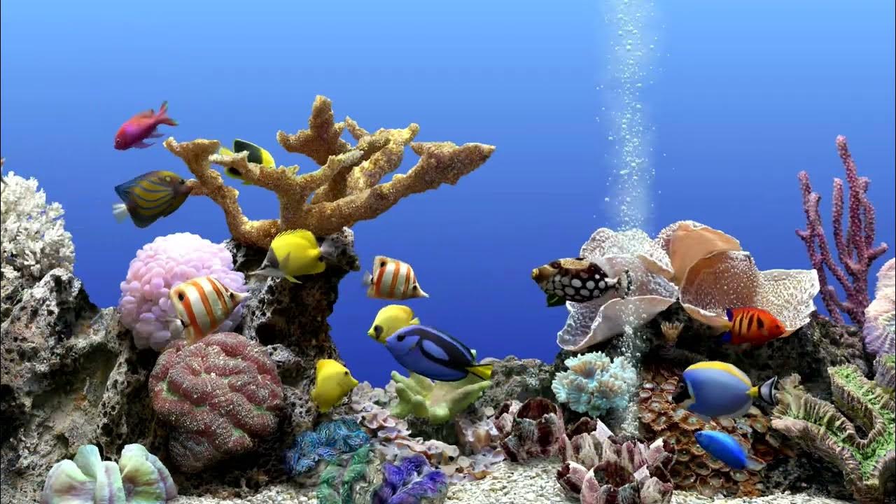 Marine Aquarium Calming Fish Tank | Only Water Sounds For Relaxation ...