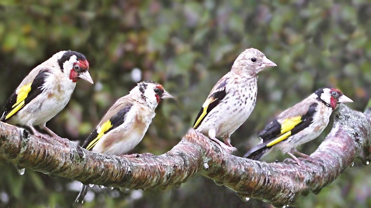 Goldfinch Birds in The Rain - with Beautiful Bird Song & Sounds - YouTube