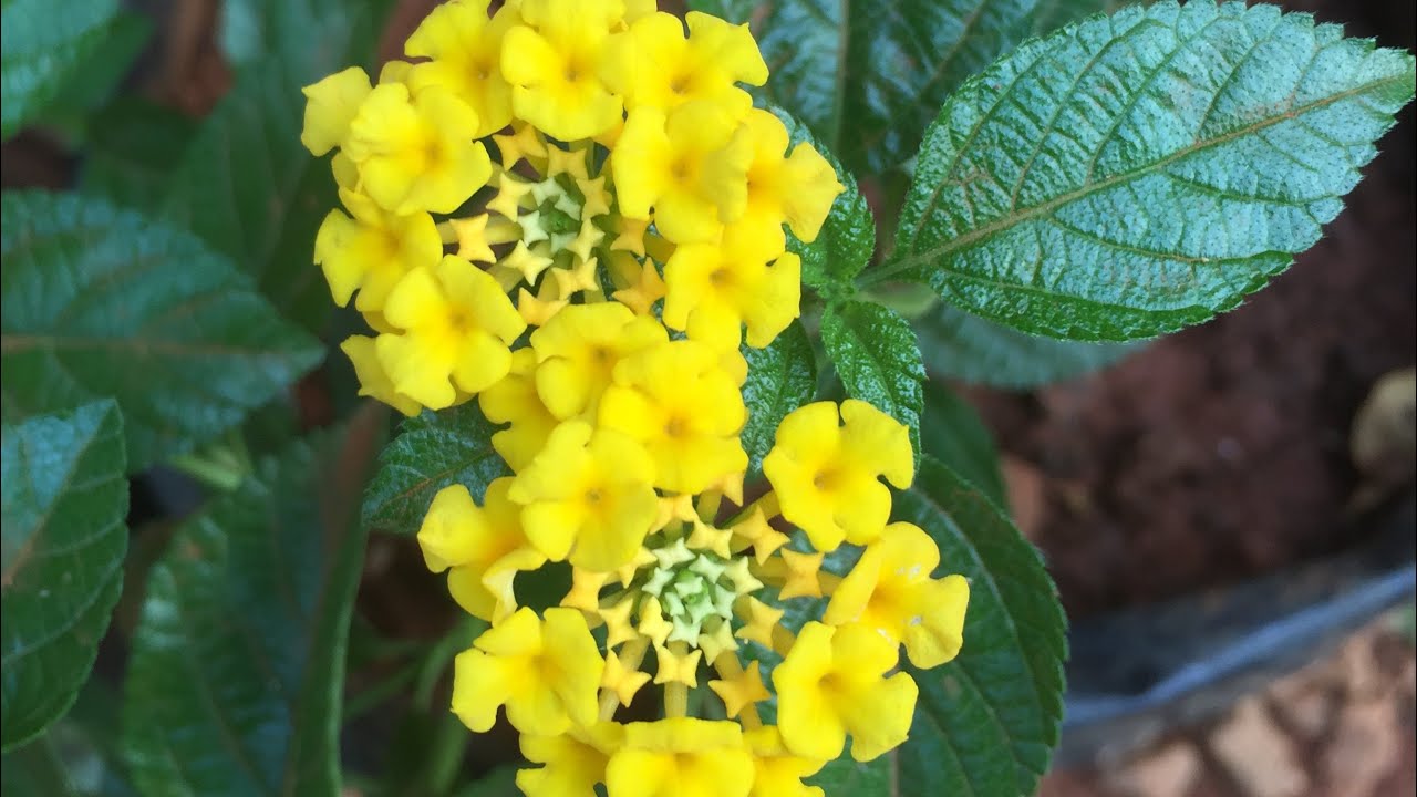 Lantana plant kongini flower - YouTube