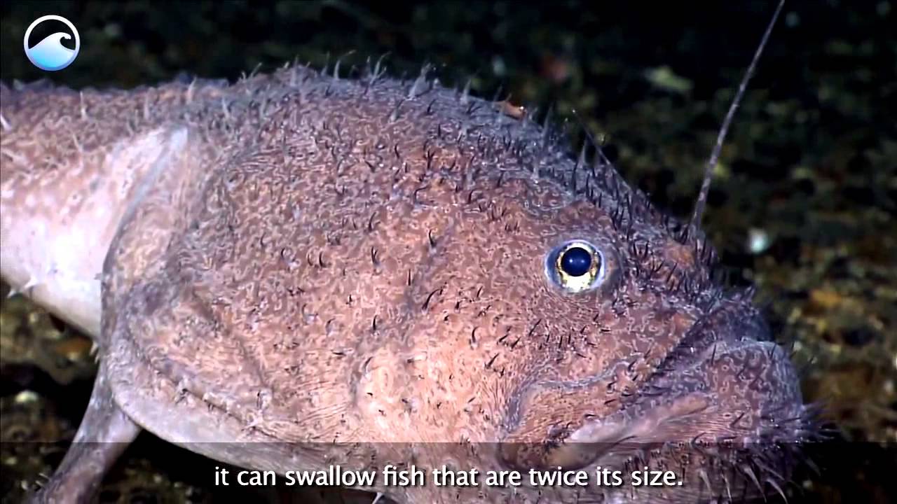 The Anglerfish, a deep-sea terror - Weird Animals - YouTube