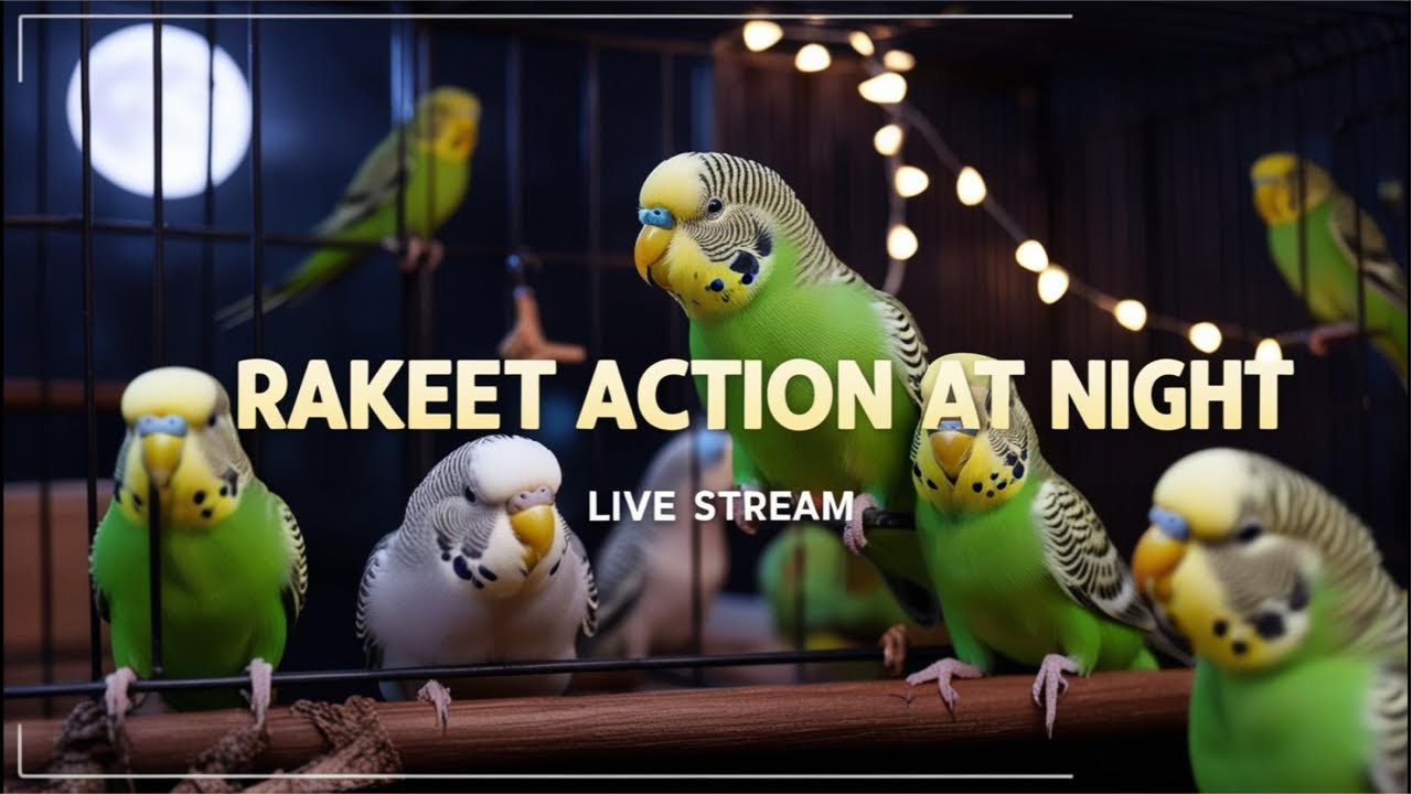 Parakeet Action at Night - Live Stream of Budgies’ Nighttime Fun! - YouTube