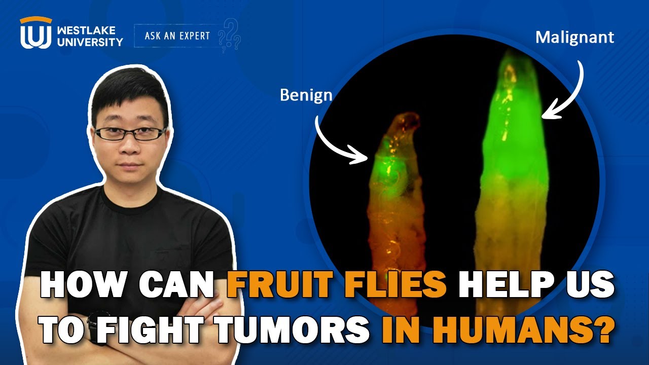 How Fruit Flies can Help us Fight Tumors in Humans | Ask an Expert with ...