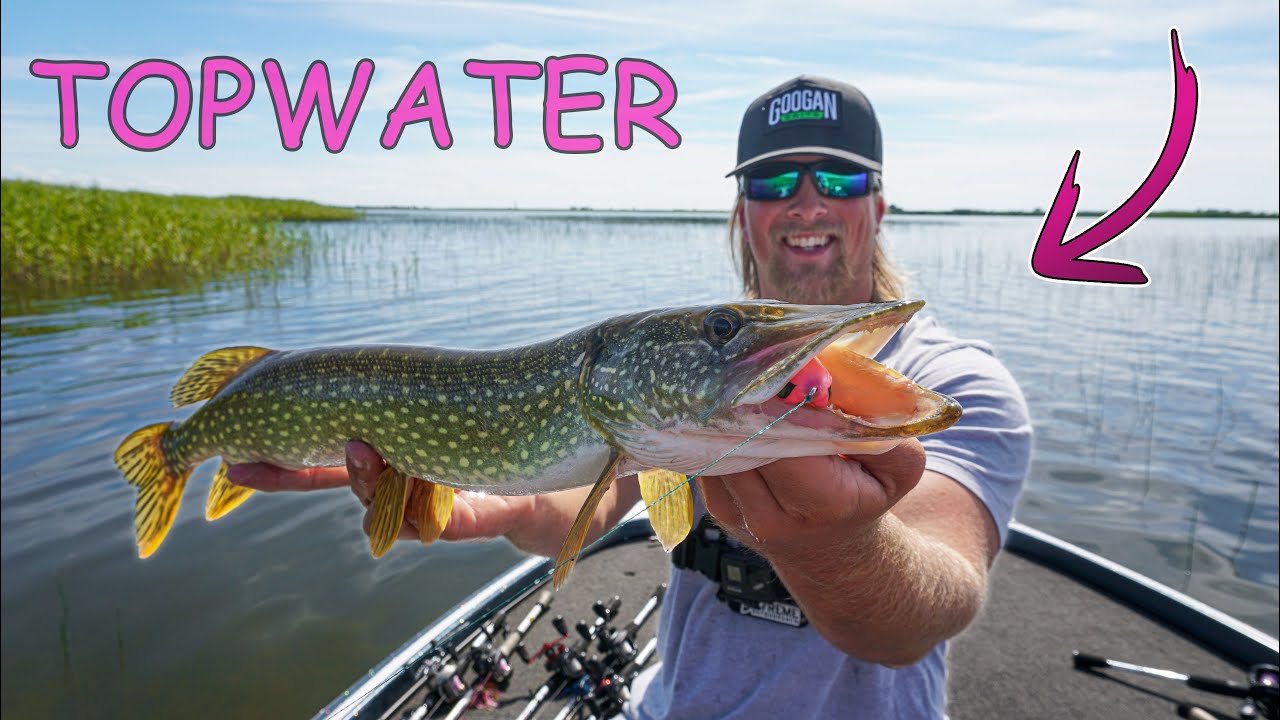 Crazy Summer TOPWATER Fishing in Shallow Water - PIKE TOPWATER BLOWUPS ...