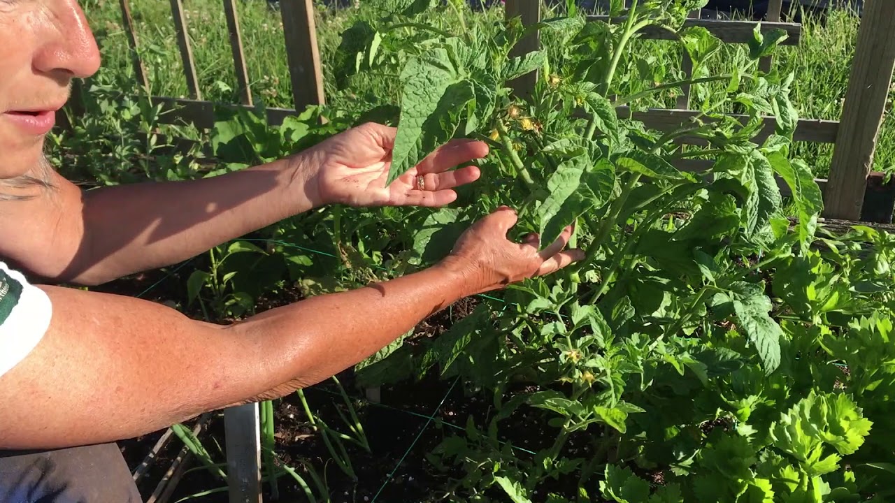 Square Foot Gardening - 4 - Mid June, Weed and Prune - YouTube