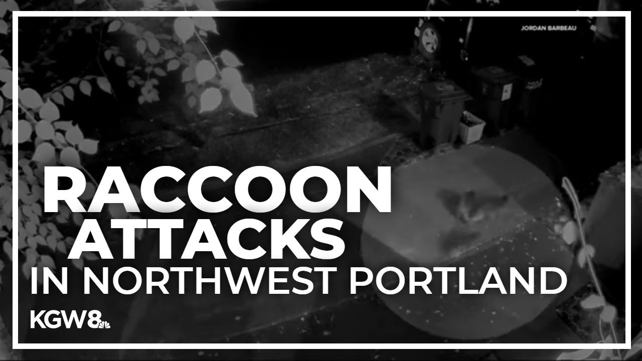 Video shows aggressive raccoon attack in a Northwest Portland ...