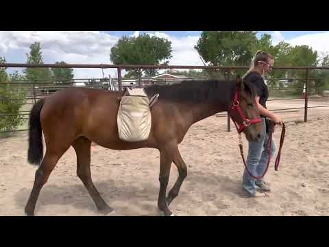 Delta Dawn (yearling mustang filly) available for reassignment at the ...