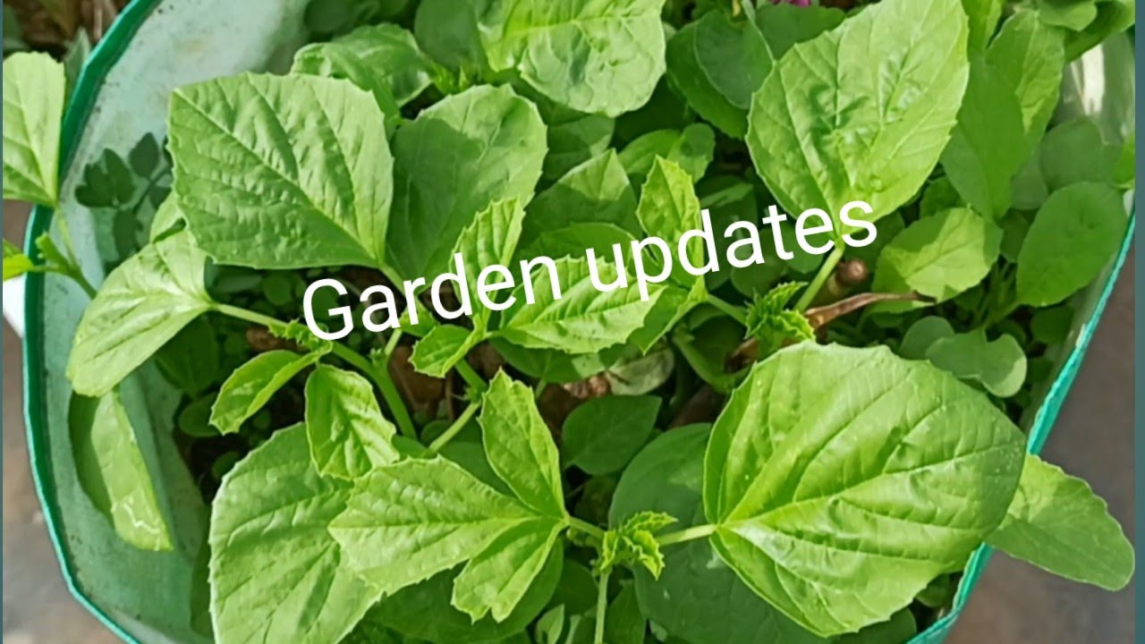 Garden Updates 27 09 23english Gardeningvlog Indiangardening
