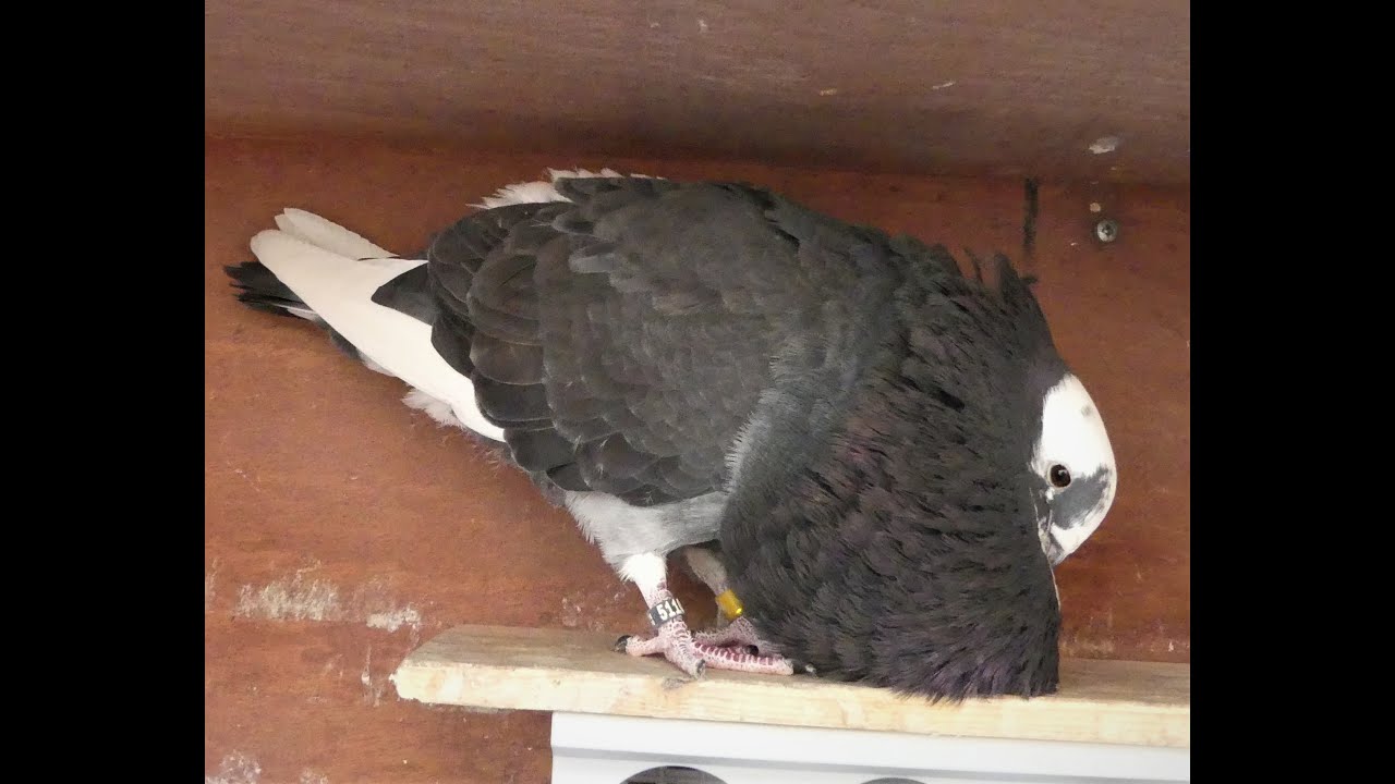 Dutch Thief Pouters "Zwartbont"' '22-5110 - YouTube