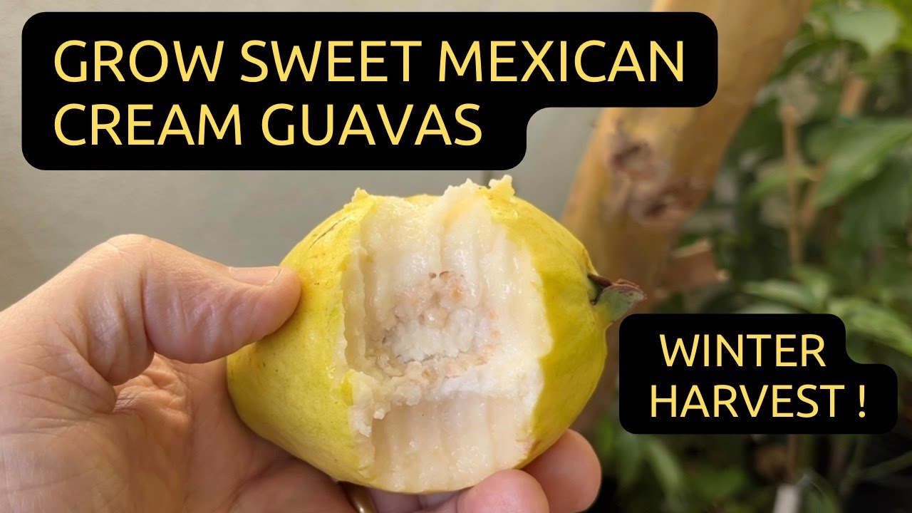 The Amazing Mexican Cream Guava Tree | Harvesting Sweet fruit even in ...