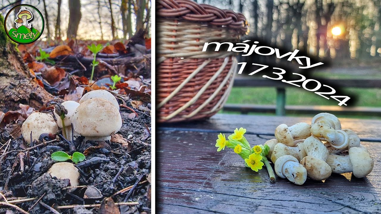 májovky UŽ TERAZ! * huby houby grzyby 2024 * čírovnica májová / čirůvka ...