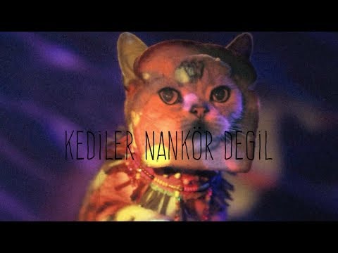 Anıl Emre Daldal - Kediler Nankör Değil