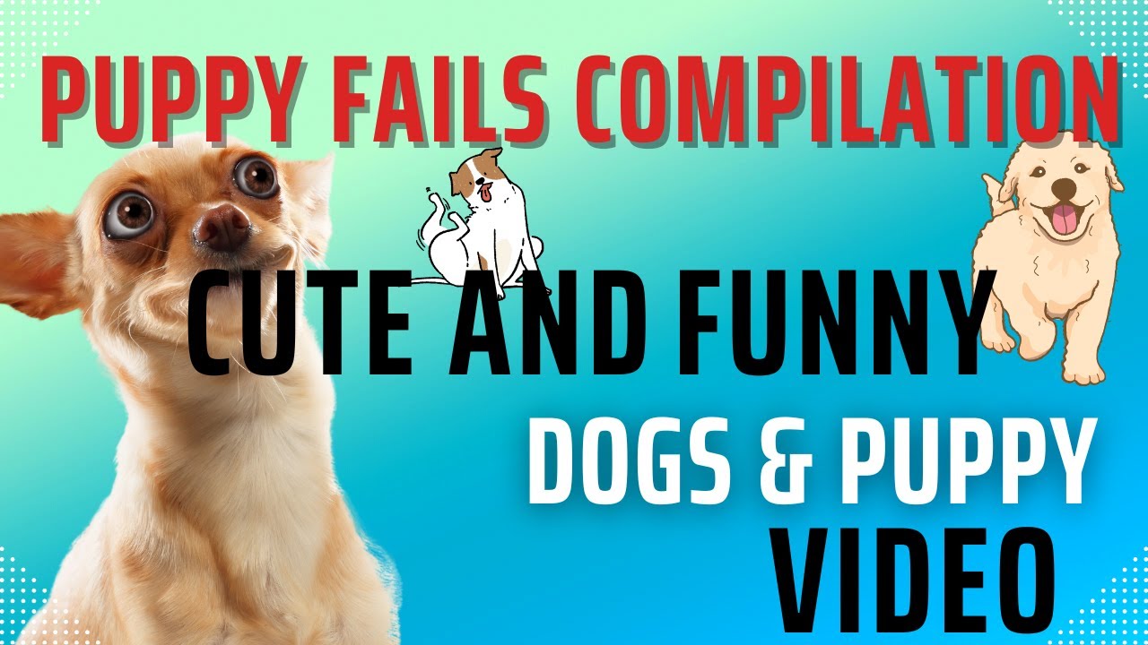 Funny Dogs and Puppies | Dogs Compilation | Dogs | Pets | Adorable ...