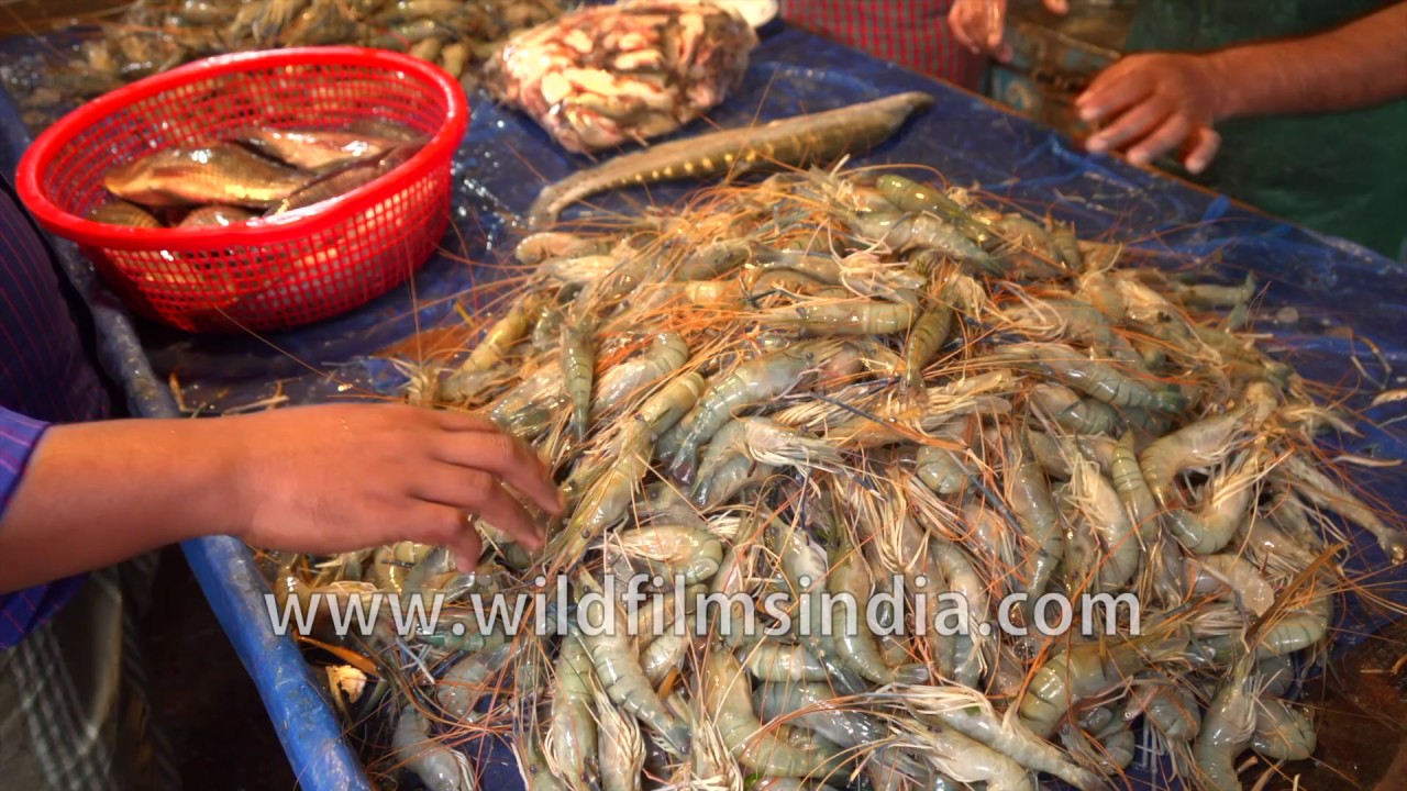 Bangladesh's love for prawns - Sonar Bangla Fish market in Dhaka - YouTube