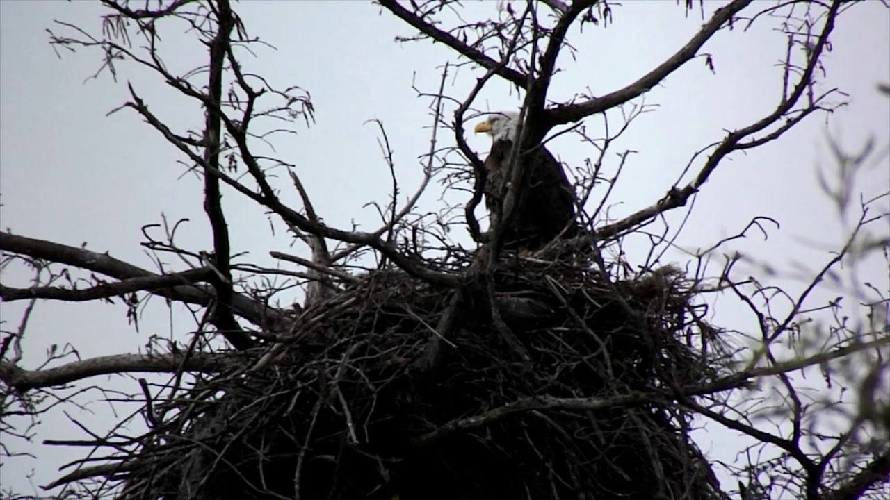 Two Eaglets Youtube