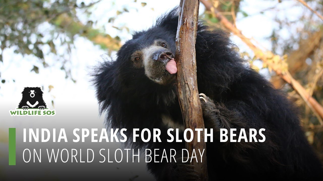 India Speaks For Sloth Bears On World Sloth Bear Day - YouTube