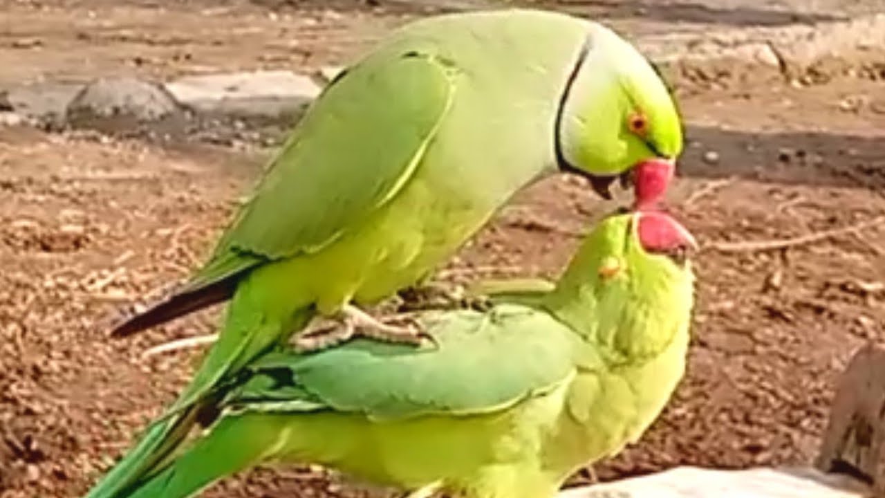 Parrot Jora Full Masti To Cross Ringneck Parrot - YouTube