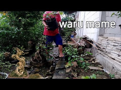 Perbaikan Akar Waru Meme Sebelum Lanjut Ke Ranting - YouTube