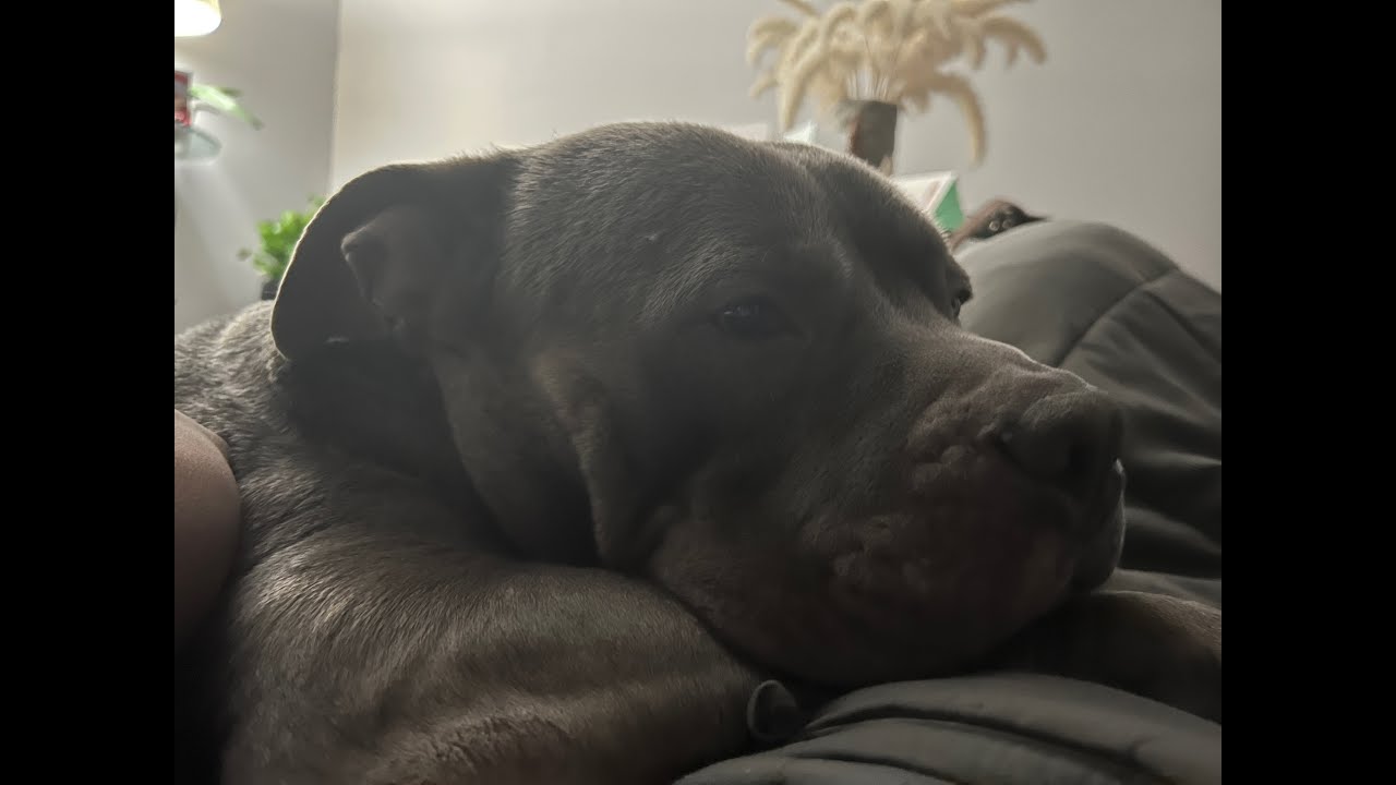 Debo the Staffy /Unconditional love🐾💙♥️ - YouTube