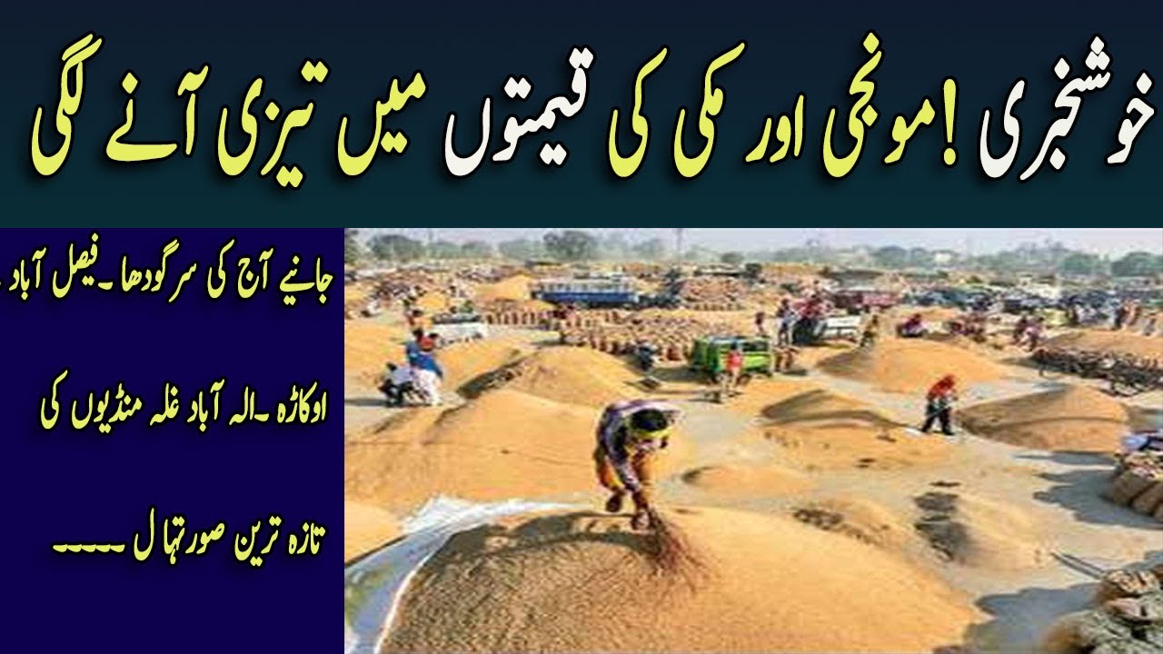 Today Rice Price 2021 In Galla Mandi |Munji Ke Rates | Paddy Rates ...