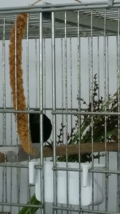 Picolet - Oryzoborus angolensis - YouTube