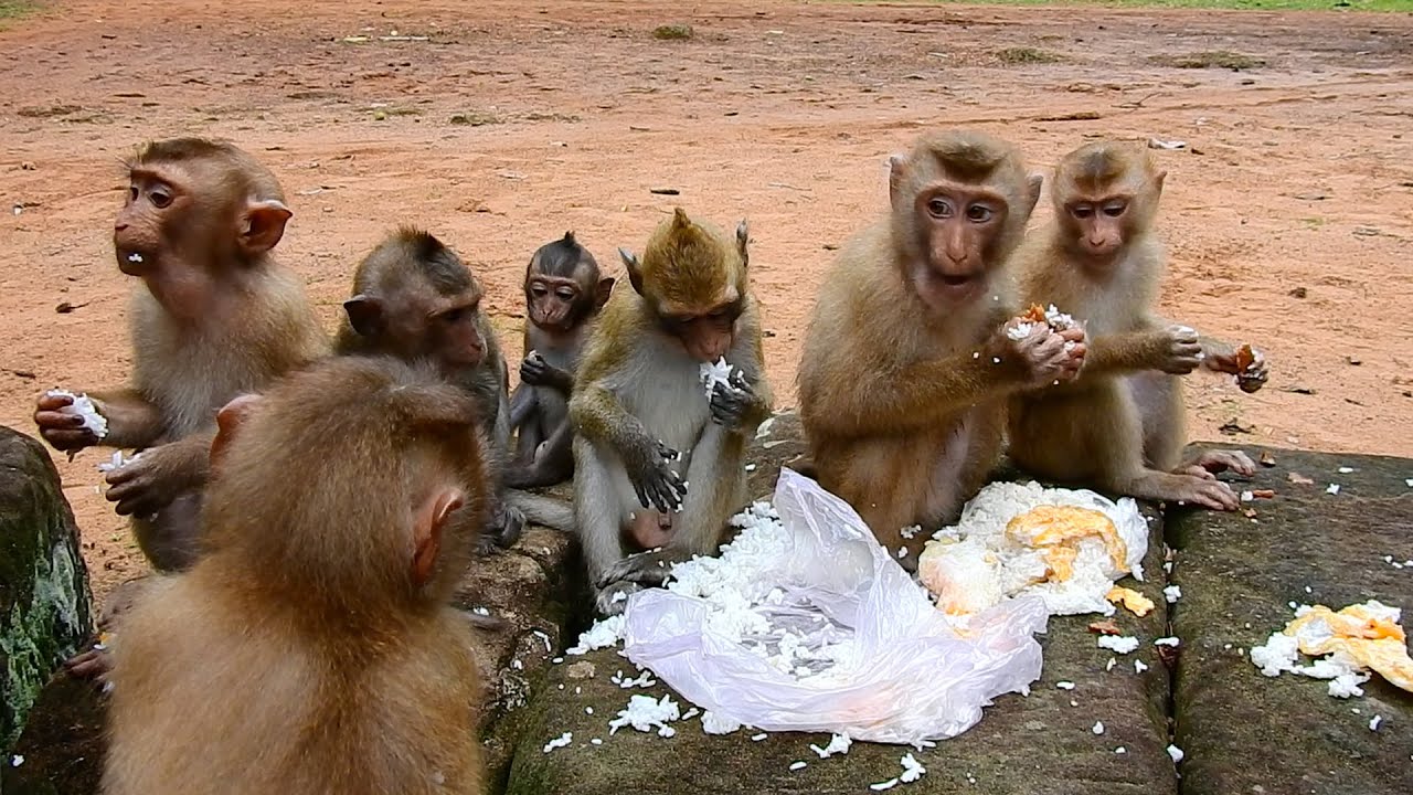 Rice & milk are dinner for adorable family Sovana monkeys, Baby monkey ...