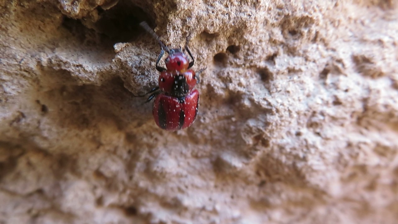 Entomoscelis sacra (Linnaeus, 1758) Chrysomelidae - YouTube