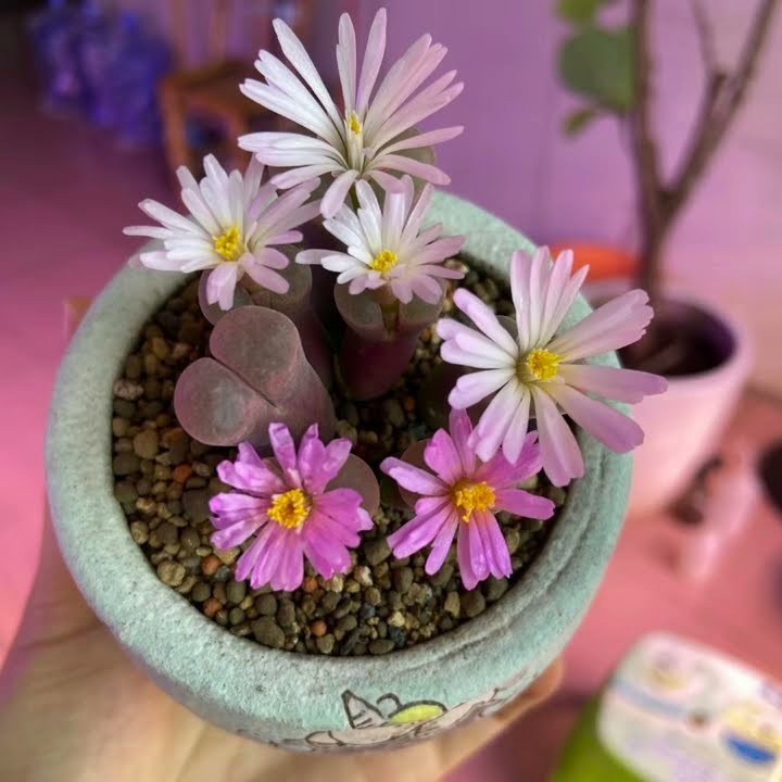 Pitty Succulent with Own Handmade Pot - YouTube