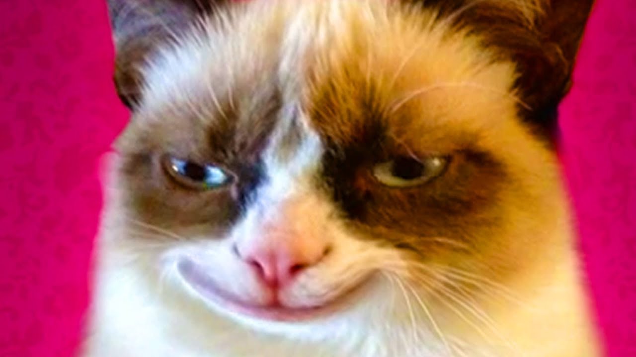 What To Do: When You Want Happy Cats. - YouTube