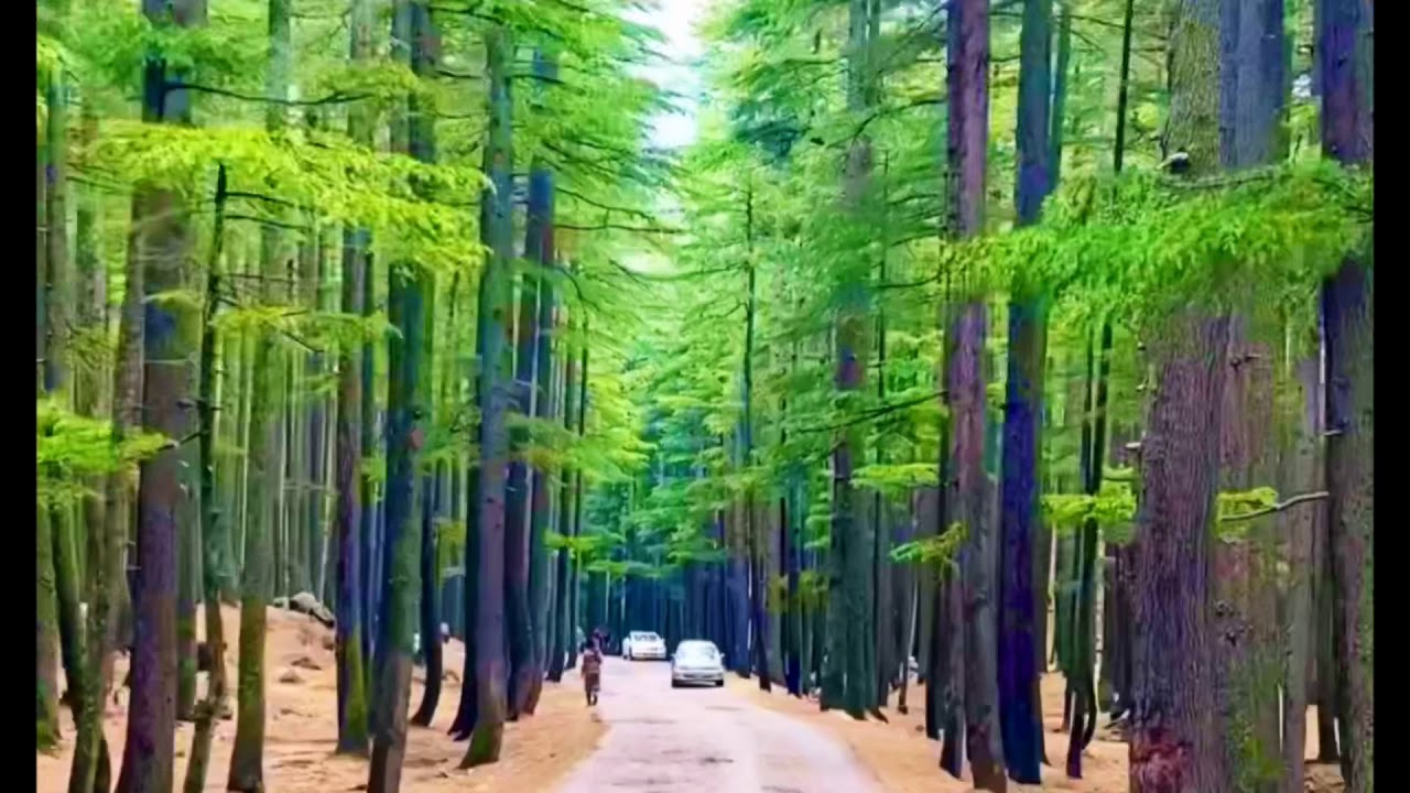 KALAM#forest #beautiful moments - YouTube