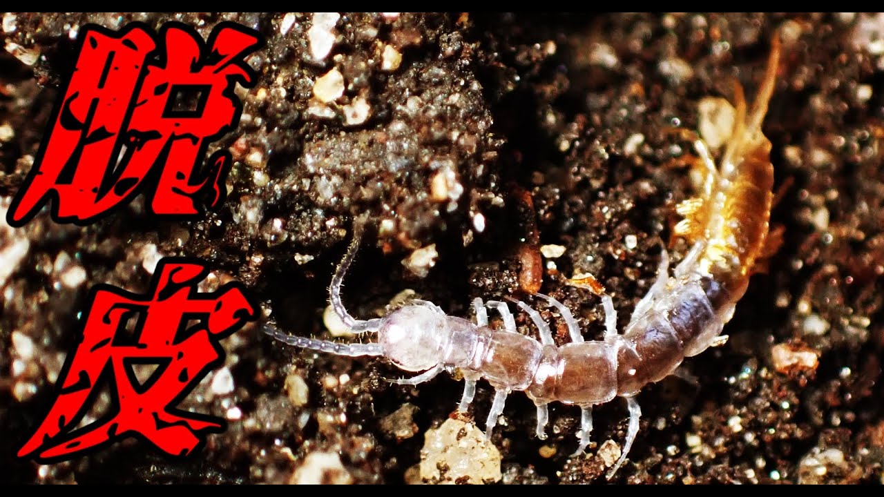 イシムカデの一種の脱皮 Lithobiomorpha Shedding （stone centipede、石百足） - YouTube