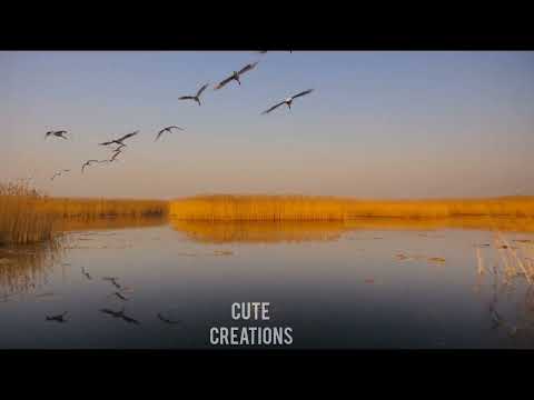 Nature whatsapp video | mind relaxing videos | relax music | forest video whatsapp