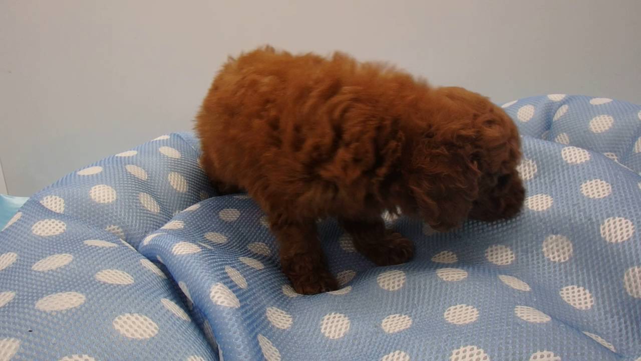 297713 T・プードル - YouTube