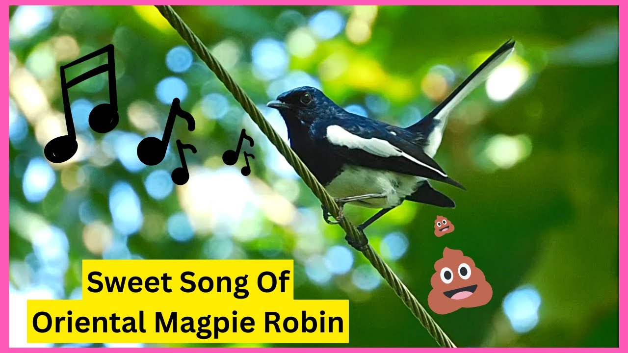 Oriental magpie robin singing beautiful song | Indian magpie Robin ...