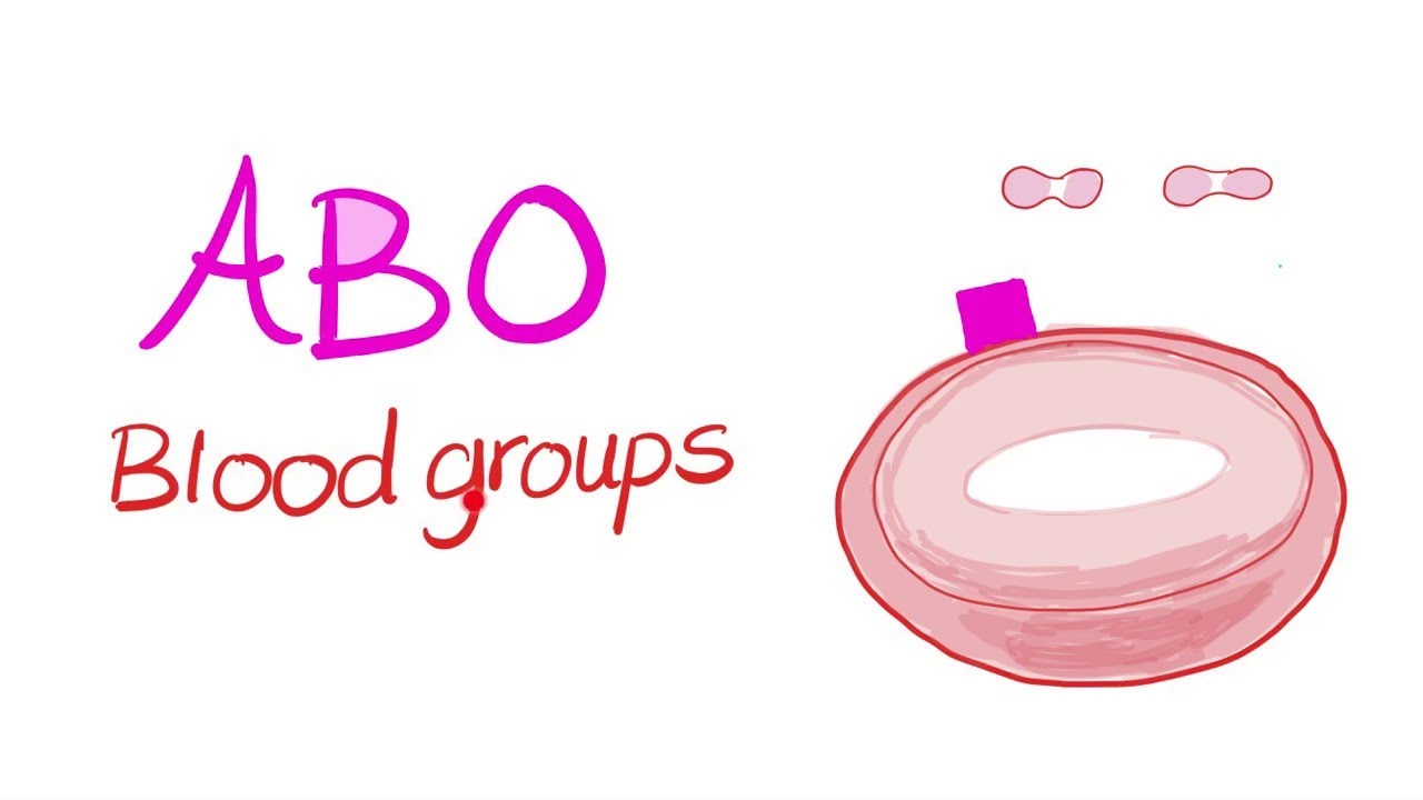 ABO Blood Group Explained: Types, Compatibility, and Importance - YouTube