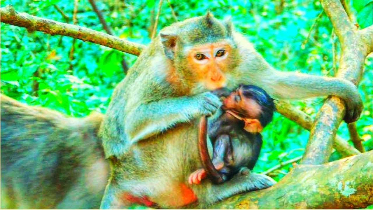 A lovely Nanda now more care about Natty. @monkeyscorner - YouTube