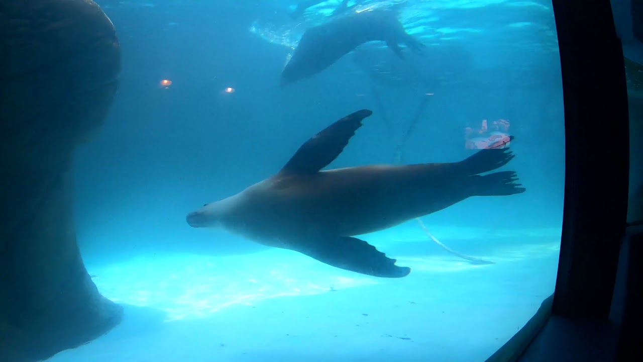 Mooloolaba Underwater World 18-1-2019 - YouTube