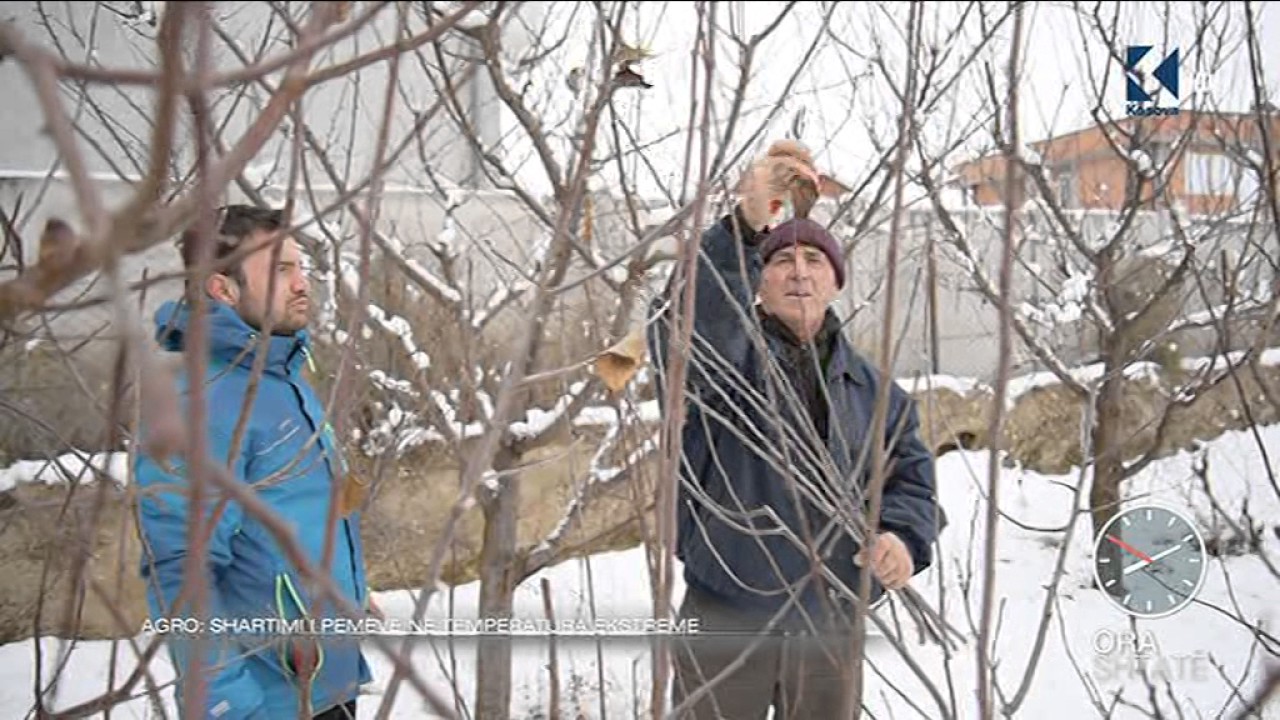 Ora 7 - Shartimi i pemëve në temperatura ekstreme - Klan Kosova - YouTube